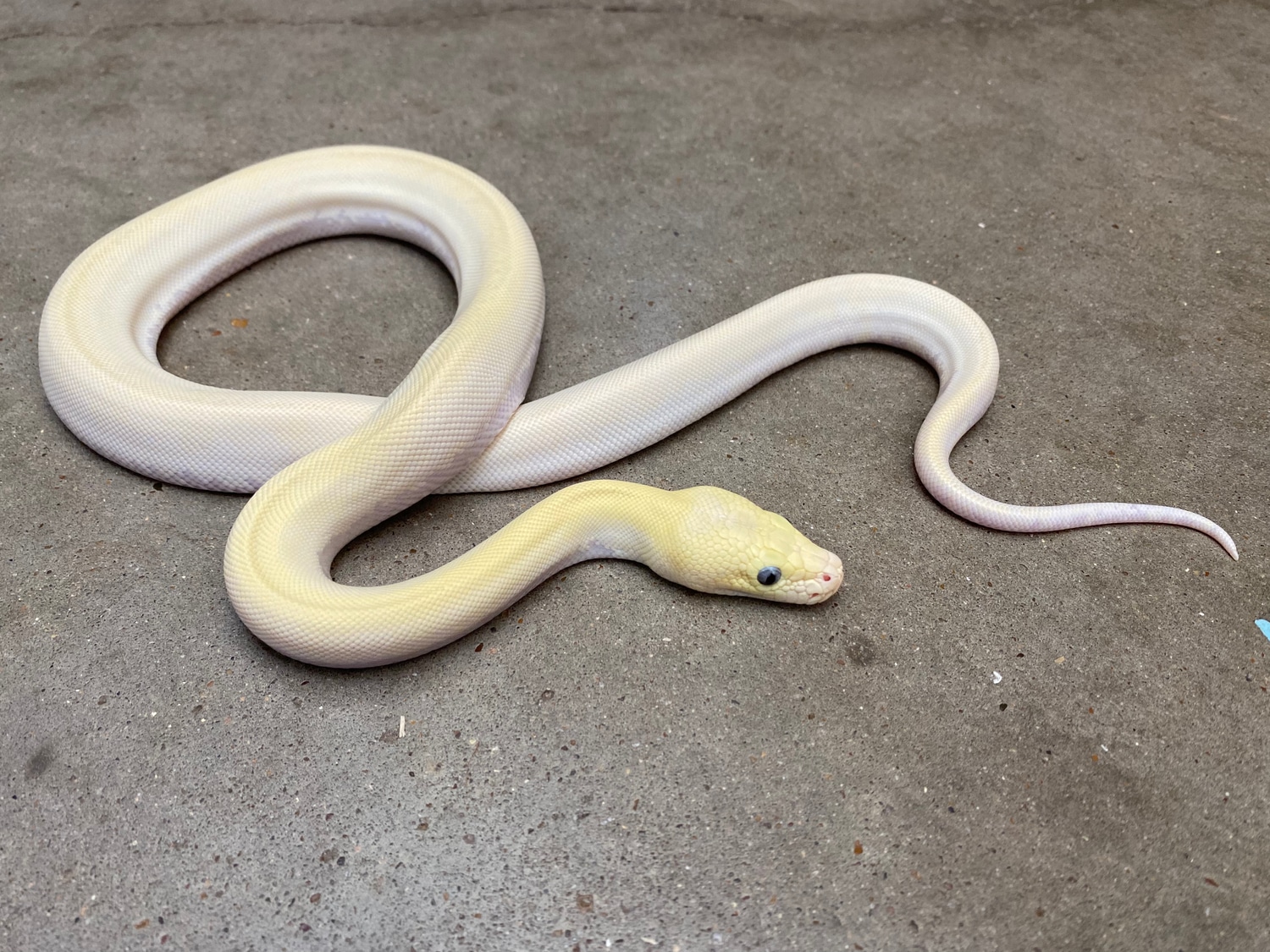 Sale-Ivory 50% Het Labyrinth 50% Het Albino 50% Het Granite Burmese ...