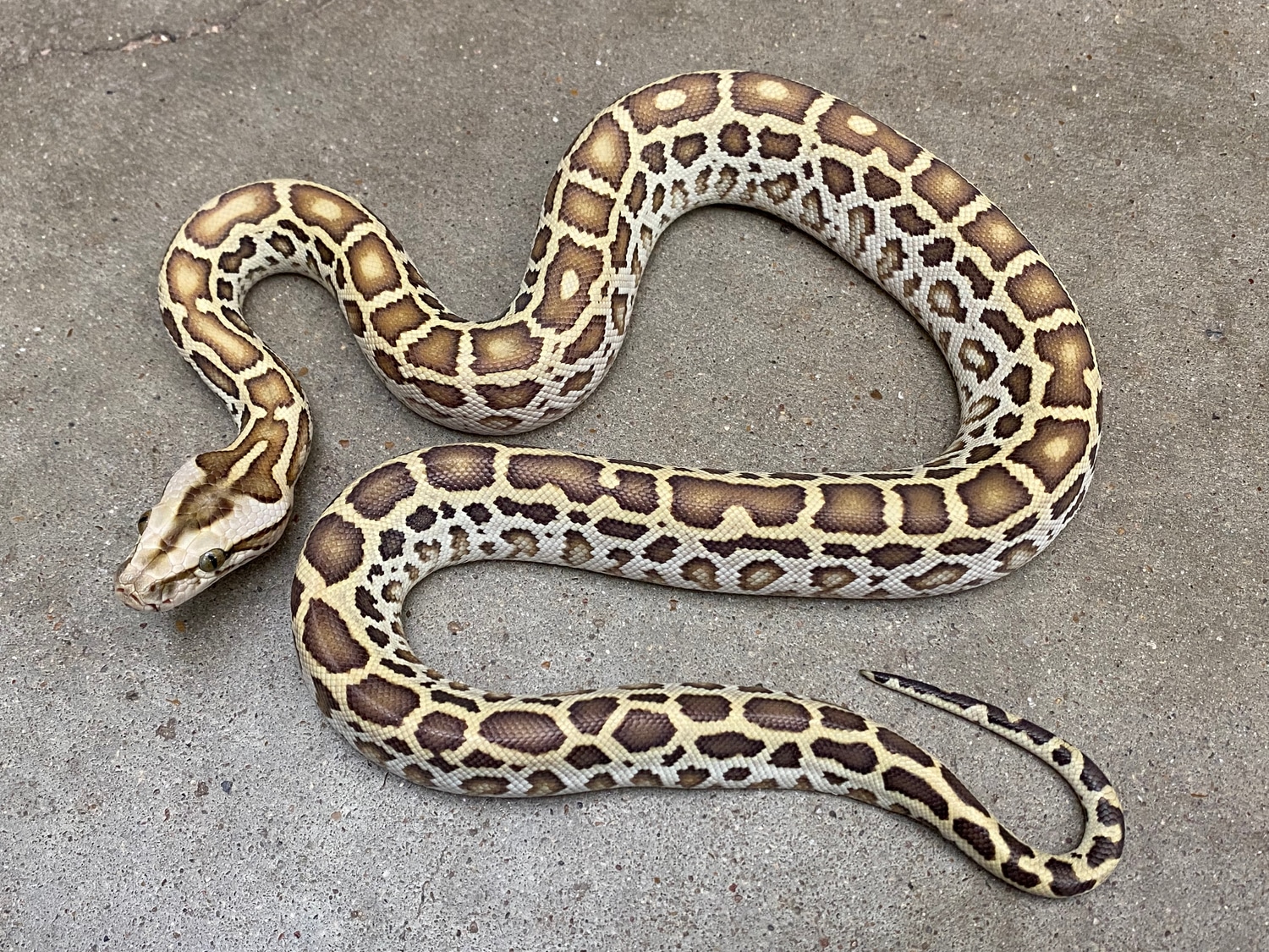 Sale- Hypo 50% Labyrinth 50% Albino 50% Granite Burmese Python by Pets ...