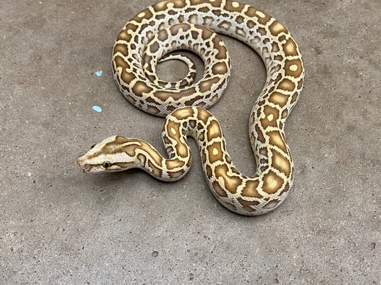 Sale-Hypo 50% Labyrinth 50% Granite 50% Albino Burmese Python by Pets-A ...