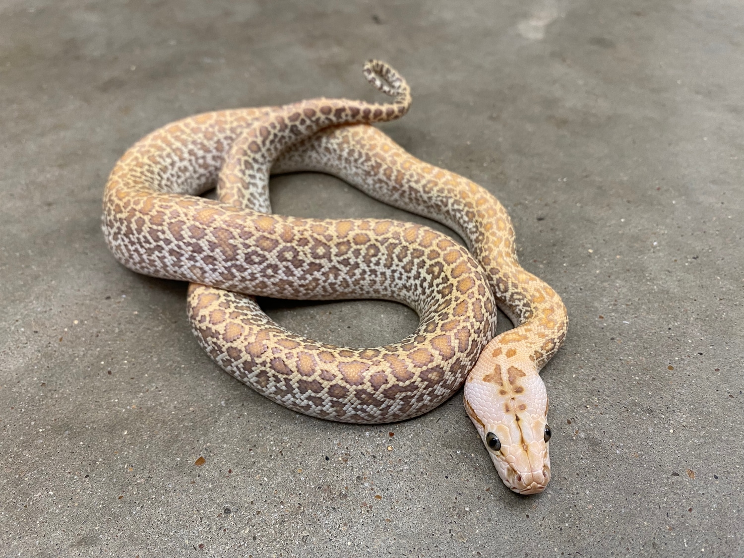 Hypo Granite Burmese Python by Pets-A-Plenty: The Ultimate Reptile Shop ...