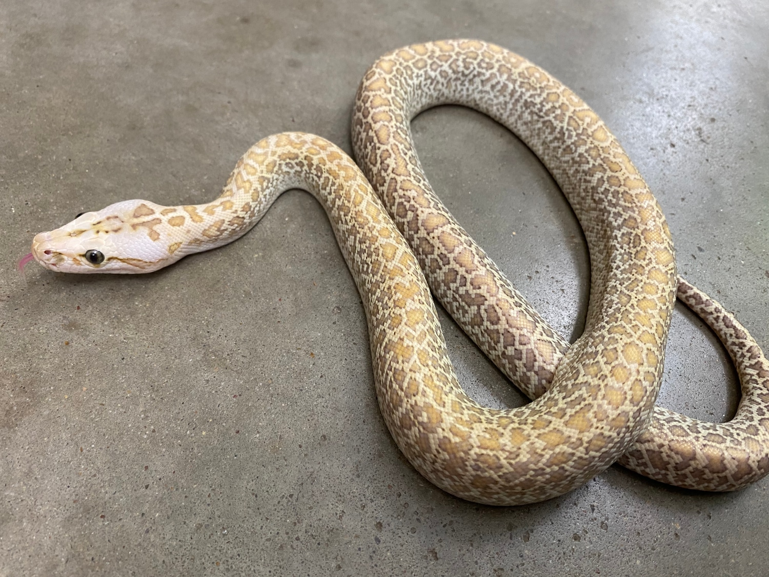 Hypo Granite Burmese Python by Pets-A-Plenty: The Ultimate Reptile Shop ...