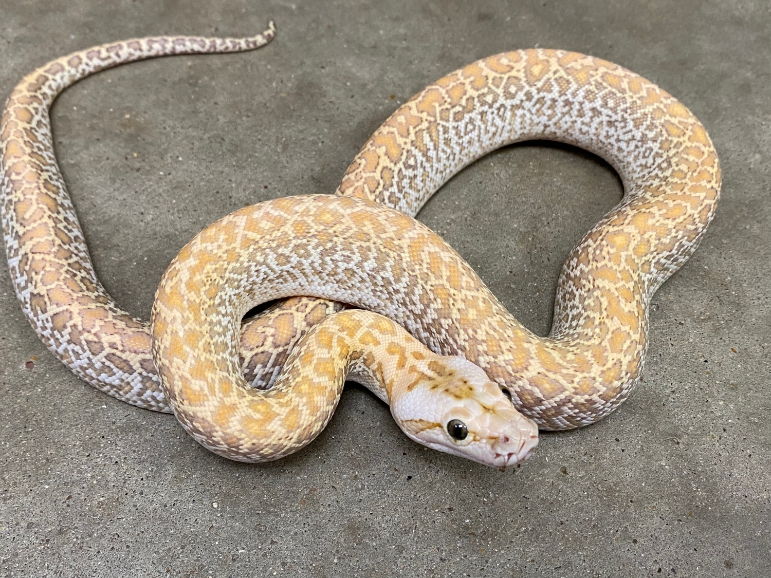 Hypo Granite Burmese Python by Pets-A-Plenty: The Ultimate Reptile Shop ...