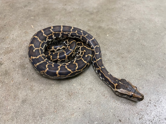 Dark Normal Burmese Python by Pets-A-Plenty: The Ultimate Reptile Shop