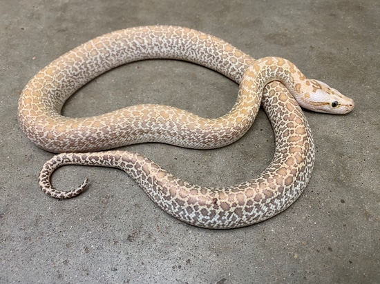 Sale-Hypo Granite Burmese Python by Pets-A-Plenty: The Ultimate Reptile ...