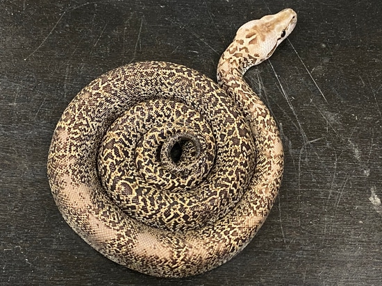 Reduced Granite Burmese Python by Pets-A-Plenty: The Ultimate Reptile Shop