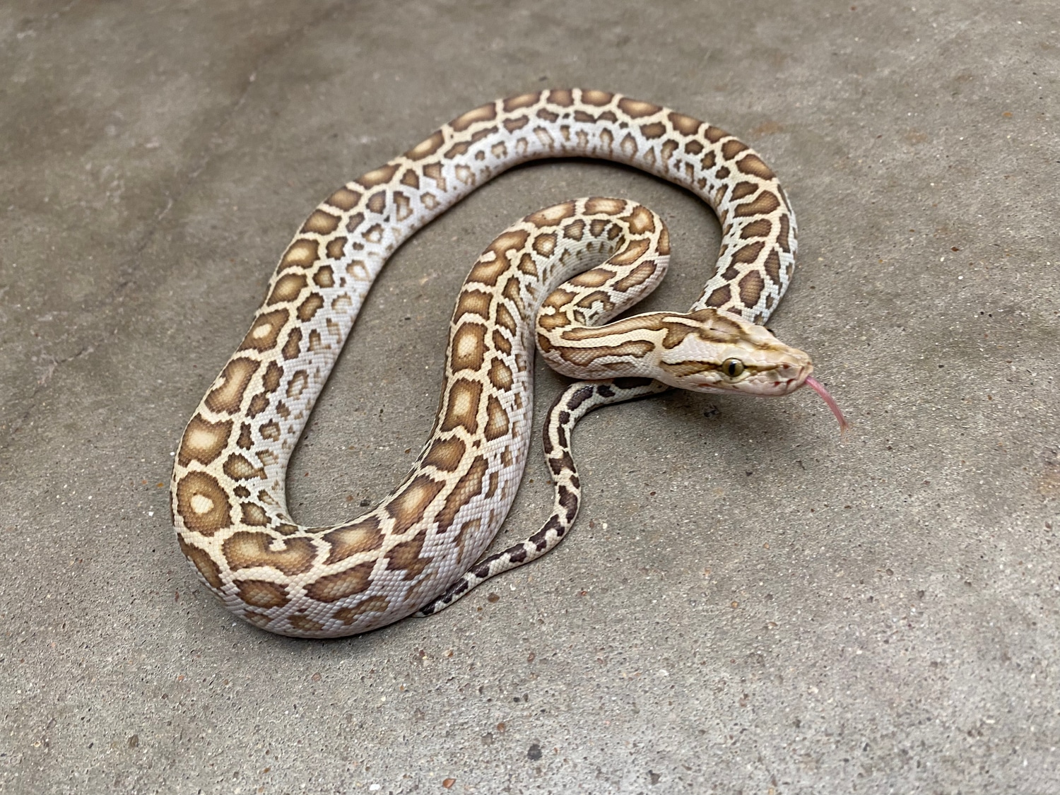 Hypo 50% Poss Het Albino, Granite, Labyrinth Burmese Python by Pets-A ...