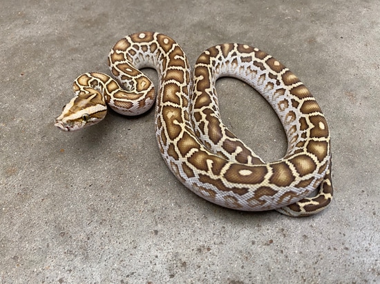 Hypo 50% Poss Het Granite Albino Labyrinth Burmese Python by Pets-A ...