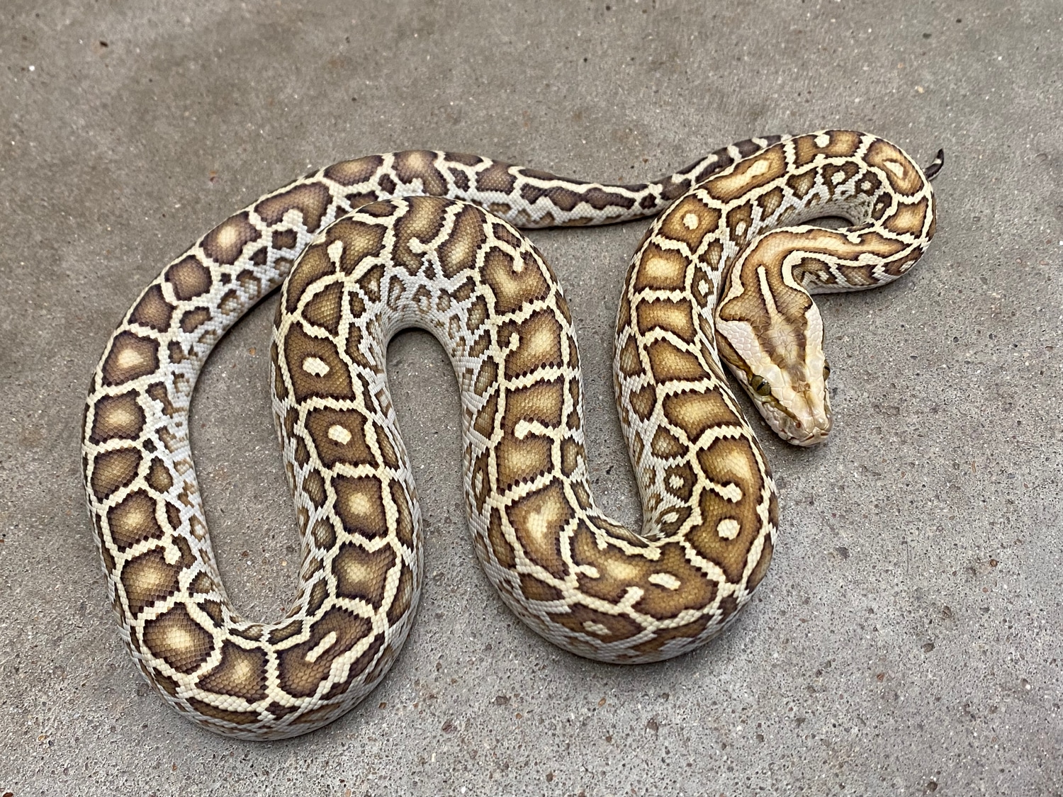 Hypo 50% Granite 50% Albino 50% Labyrinth Burmese Python by Pets-A ...