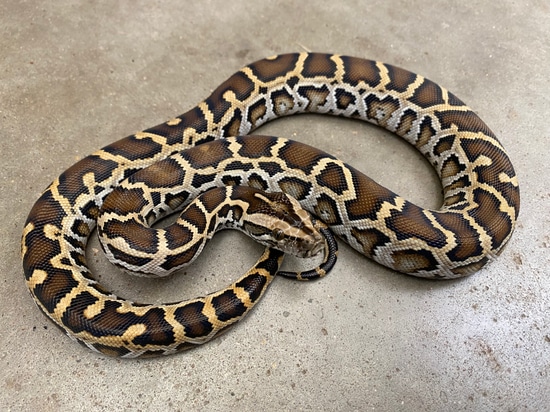 Normal 66% Granite Burmese Python by Pets-A-Plenty: The Ultimate ...