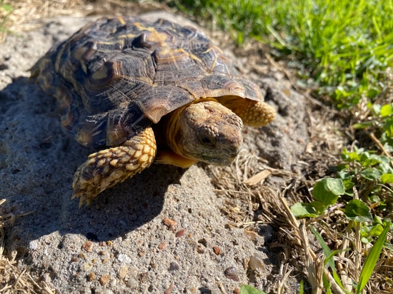 CBB Male Pancake Pancake Tortoise by Pets-A-Plenty: The Ultimate ...