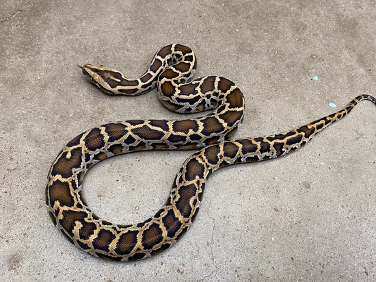 Normal Possible Het Labyrinth, Albino, Granite Burmese Python by Pets-A ...