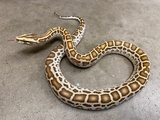 Hypo 50% Labyrinth 50% Granite 50% Albino Burmese Python by Pets-A ...