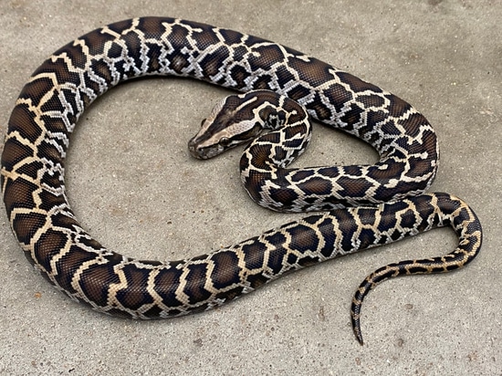 Normal Het Granite Burmese Python by Pets-A-Plenty: The Ultimate ...