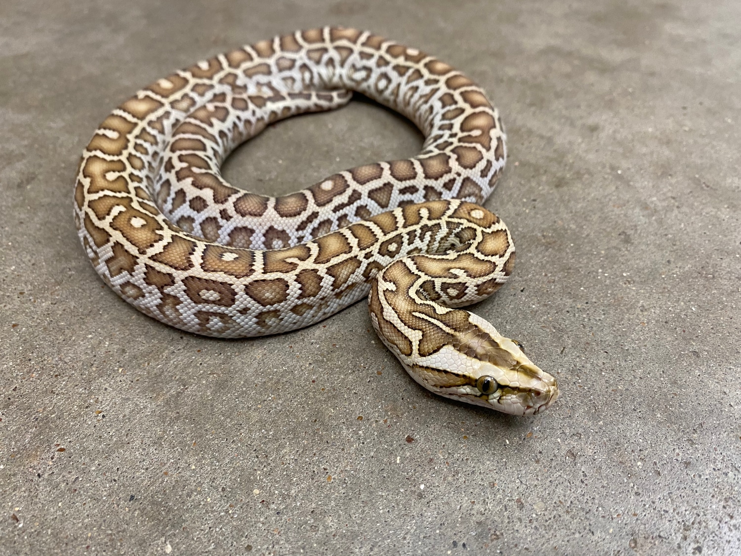 Hypo Het Granite Burmese Python by Pets-A-Plenty: The Ultimate Reptile ...