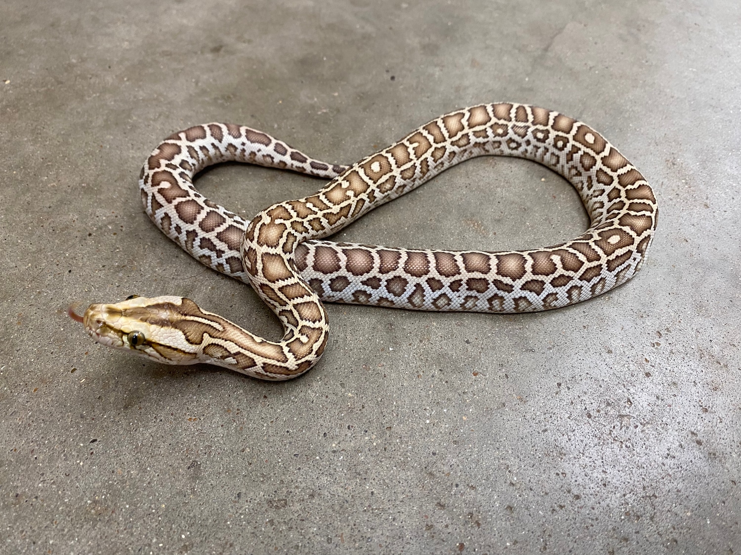 Hypo Het Granite Burmese Python by Pets-A-Plenty: The Ultimate Reptile ...