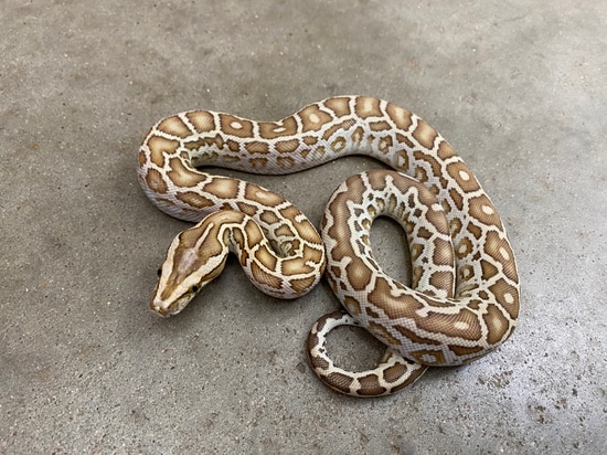 Hypo 50% Granite 50% Labyrinth 50% Albino Burmese Python by Pets-A ...