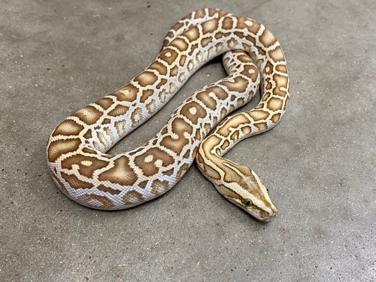 Hypo 50% Labyrinth 50% Granite 50% Albino Burmese Python by Pets-A ...