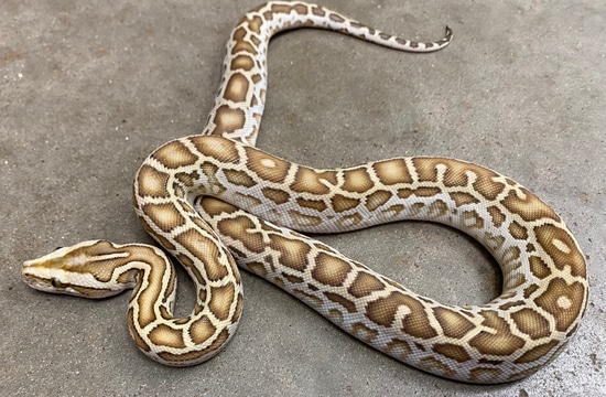 Hypo 50% Labyrinth 50% Albino 50% Granite Burmese Python by Pets-A ...