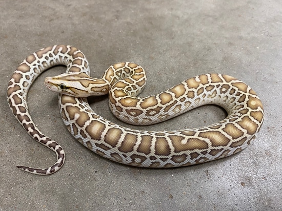 Hypo Het Granite Burmese Python by Pets-A-Plenty: The Ultimate Reptile Shop