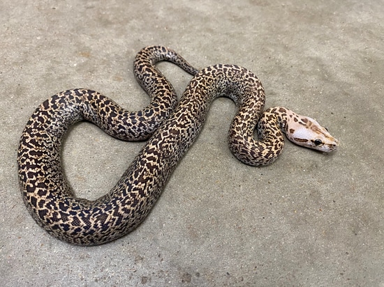 Granite Burmese Python by Pets-A-Plenty: The Ultimate Reptile Shop