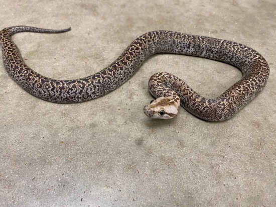 Granite Burmese Python by Pets-A-Plenty: The Ultimate Reptile Shop