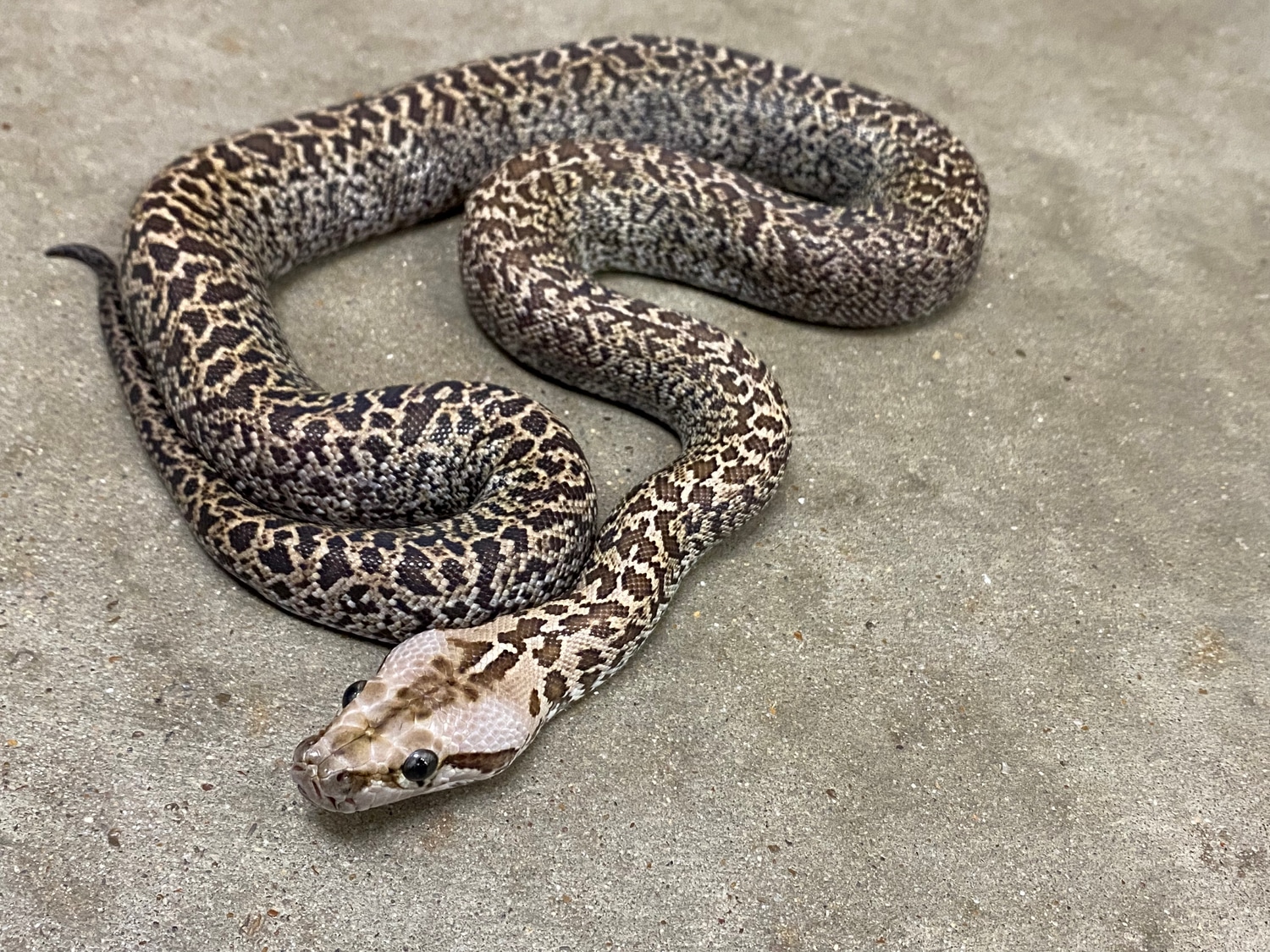 Granite Burmese Python by Pets-A-Plenty: The Ultimate Reptile Shop ...