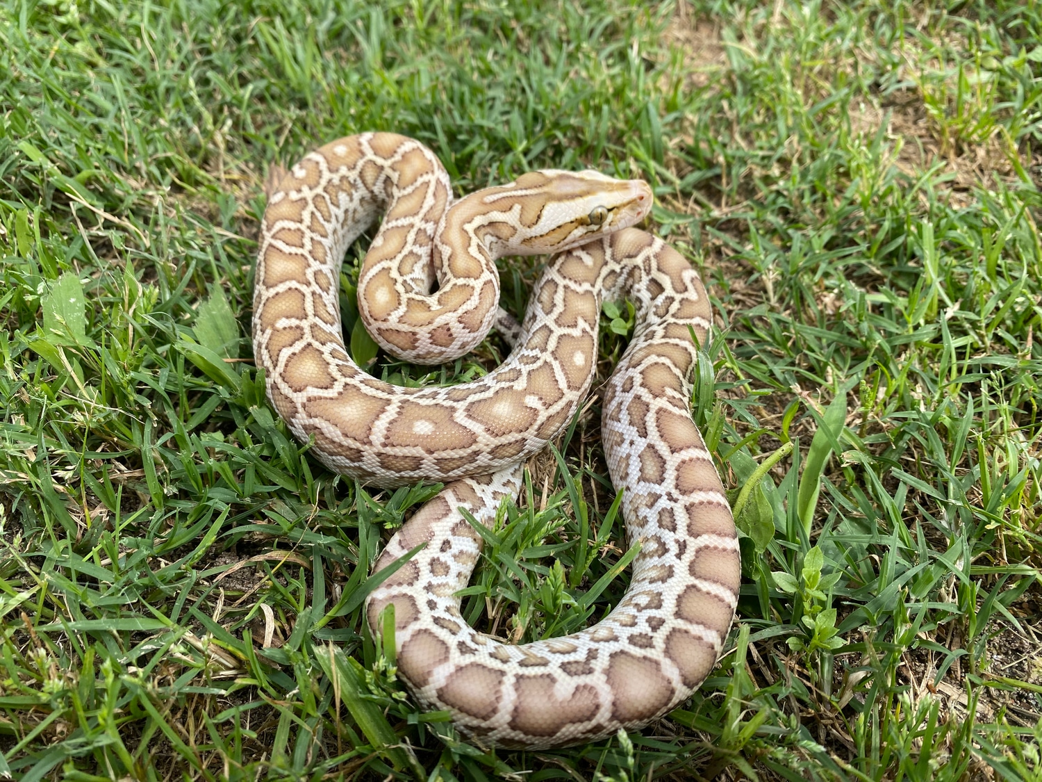 Hypo Het Granite Burmese Python by Pets-A-Plenty: The Ultimate Reptile ...