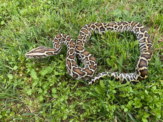 Normal 66% Poss Het Granite Burmese Python by Pets-A-Plenty: The ...