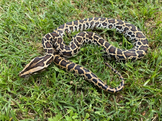 Normal Het Granite Burmese Python by Pets-A-Plenty: The Ultimate ...