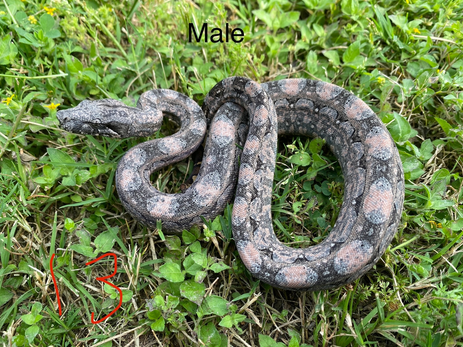 Argentine Boa Constrictor by Pets-A-Plenty: The Ultimate Reptile Shop ...