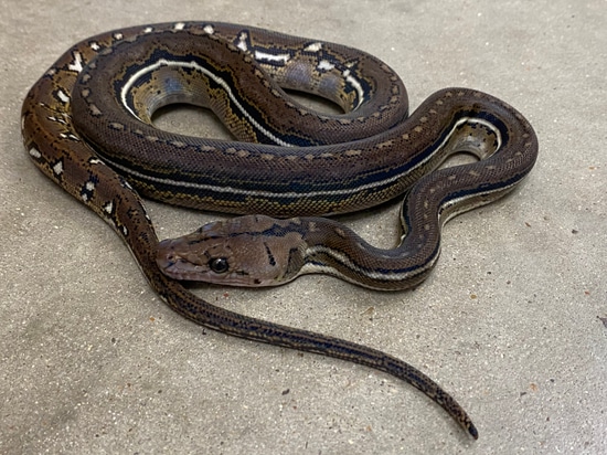Anthrax Reticulated Python by Pets-A-Plenty: The Ultimate Reptile Shop