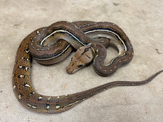 Anthrax Reticulated Python by Pets-A-Plenty: The Ultimate Reptile Shop