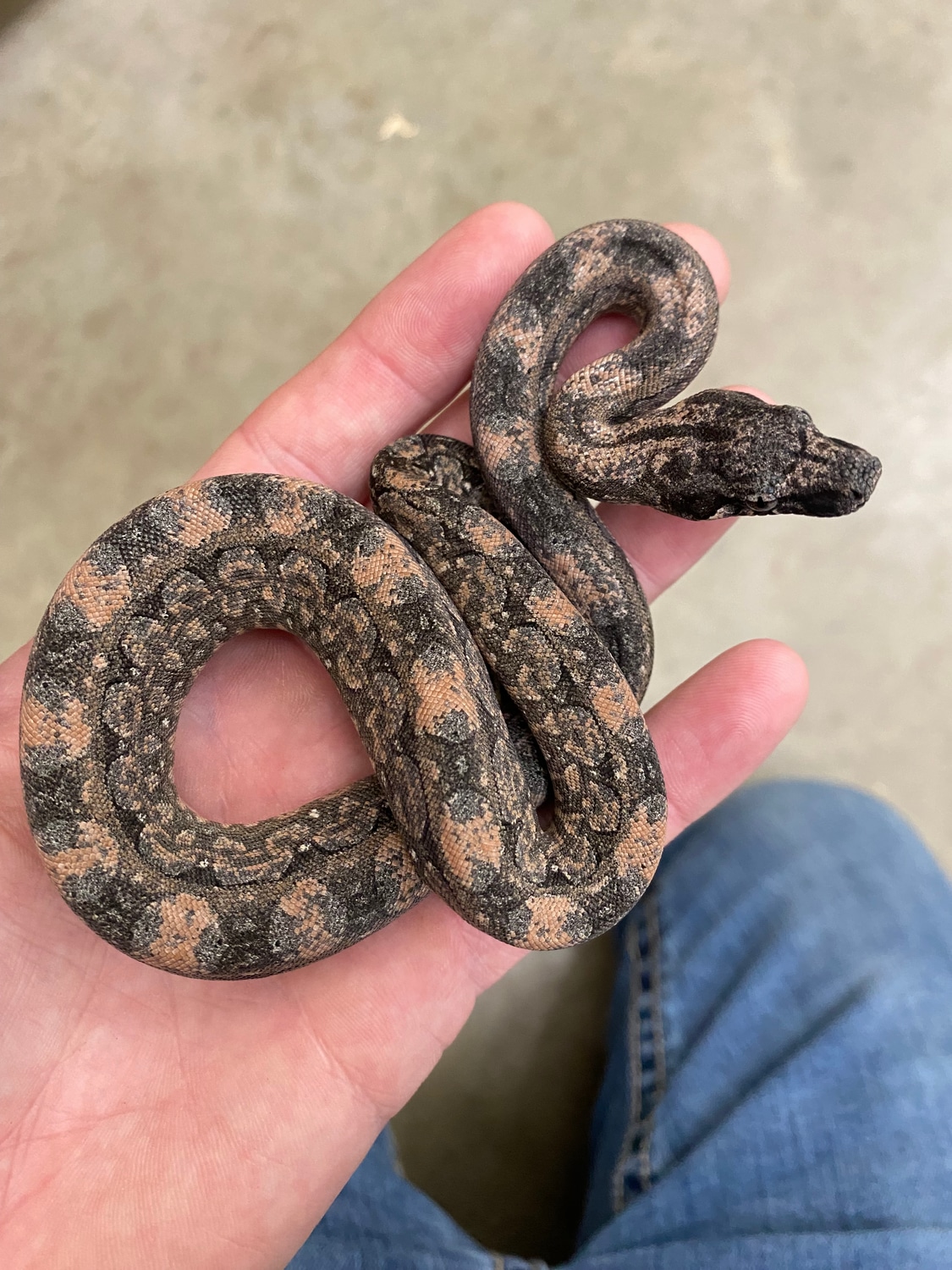 Argentine Boa Constrictor by Pets-A-Plenty: The Ultimate Reptile Shop ...