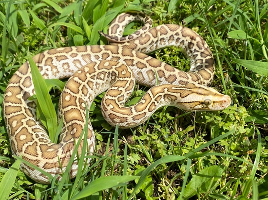 Hypo Het Granite Burmese Python by Pets-A-Plenty: The Ultimate Reptile Shop