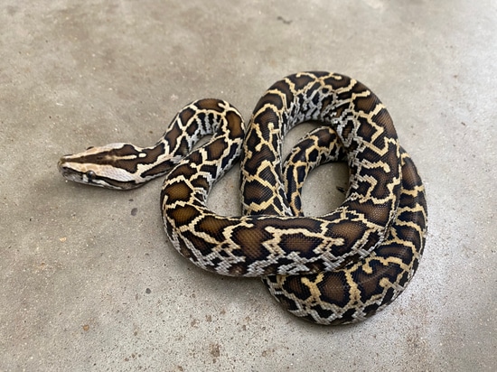 Normal Het Granite Burmese Python by Pets-A-Plenty: The Ultimate ...