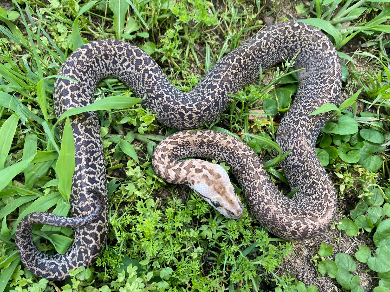 Granite Burmese Python by Pets-A-Plenty: The Ultimate Reptile Shop ...