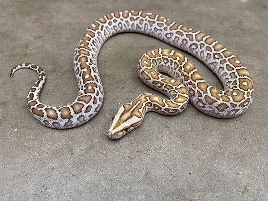 Hypo Het Granite Burmese Python by Pets-A-Plenty: The Ultimate Reptile Shop