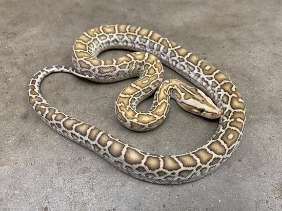 Hypo Het Granite Burmese Python by Pets-A-Plenty: The Ultimate Reptile Shop