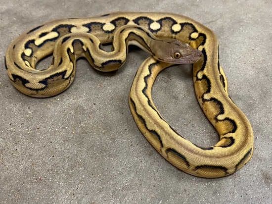 Suntiger DH Purple GS Reticulated Python by Pets-A-Plenty: The Ultimate ...
