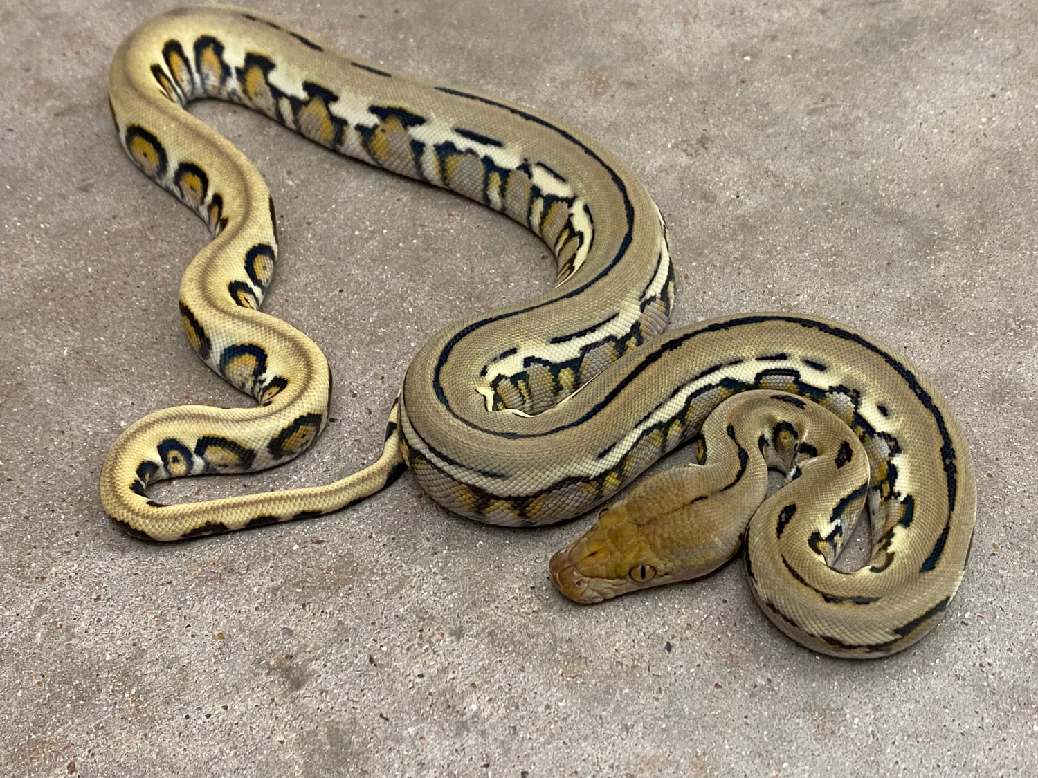 Jaguar Reticulated Python by Pets-A-Plenty: The Ultimate Reptile Shop ...