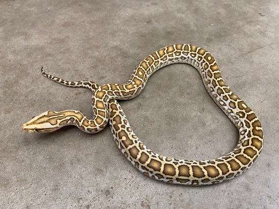 Discounted Hypo Het Granite Burmese Python by Pets-A-Plenty: The ...