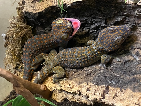 Proven Adult Pair Tokay Gecko by Pets-A-Plenty: The Ultimate Reptile Shop