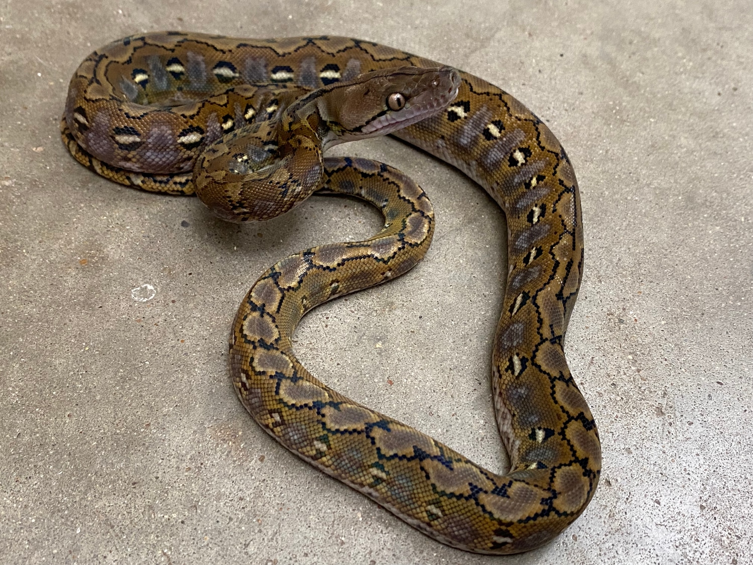 75% Kalatoa Superdwarf Reticulated Python by Pets-A-Plenty: The ...