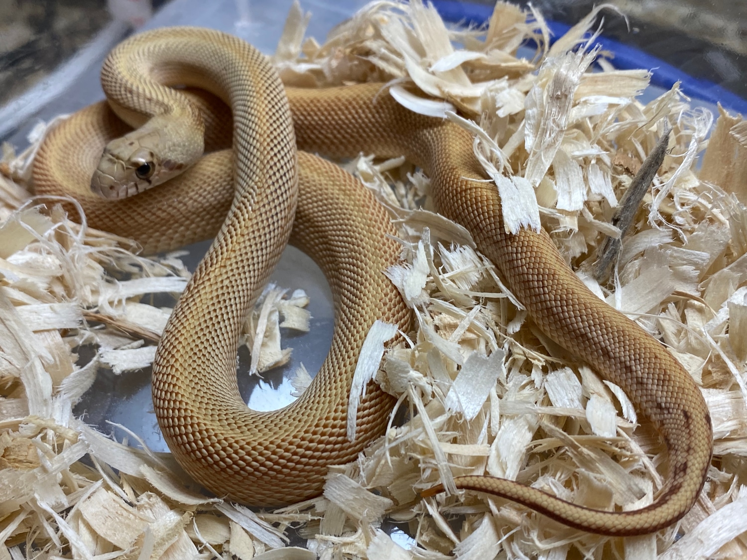 Super Forks Sonoran Gopher Snake by Pets-A-Plenty: The Ultimate Reptile ...
