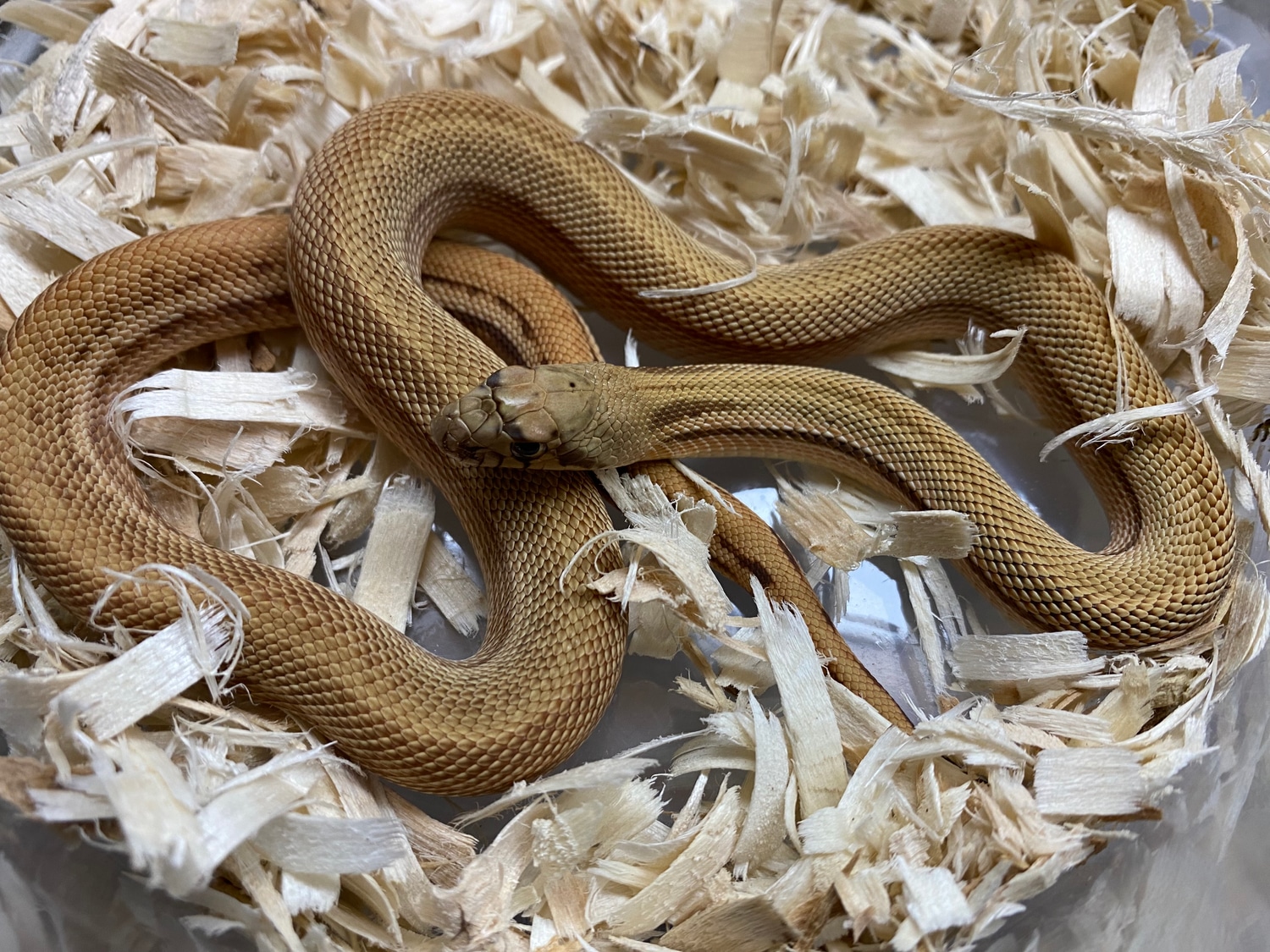 Super Forks Sonoran Gopher Snake by Pets-A-Plenty: The Ultimate Reptile ...