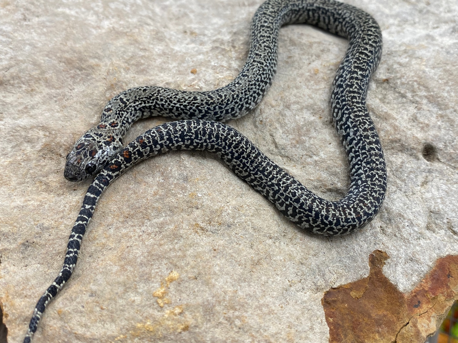 Ultragranite San Luis Potosi Kingsnake by Pets-A-Plenty: The Ultimate ...