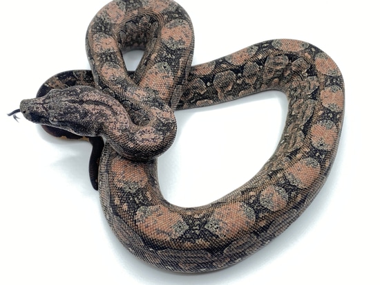 Argentine Argentine Boa Constrictor by Pets-A-Plenty: The Ultimate ...
