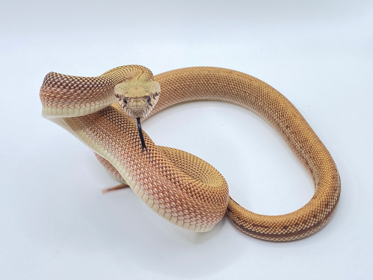 Super Forks Sonoran Gopher Snake by Pets-A-Plenty: The Ultimate Reptile ...