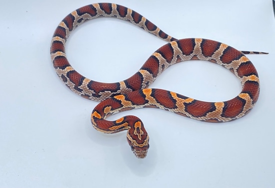 Abbott Okeetee Het Motley Corn Snake by Pets-A-Plenty: The Ultimate ...