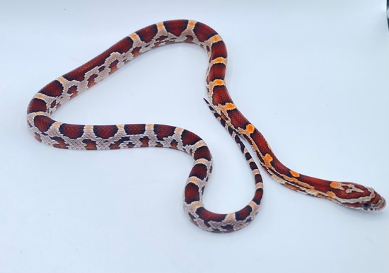 Abbott Okeetee Het Motley Corn Snake by Pets-A-Plenty: The Ultimate ...